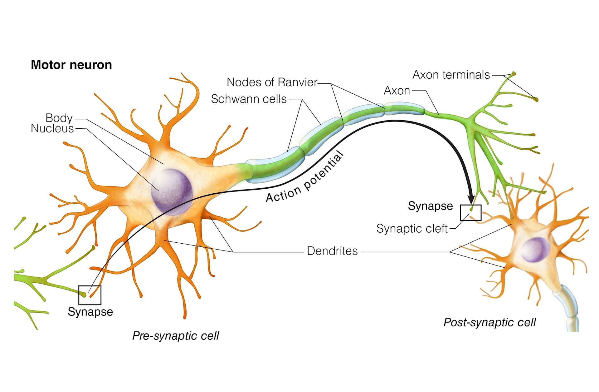 Appendices | Head and Neck Anatomy: Part III – Cranial Nerves ...