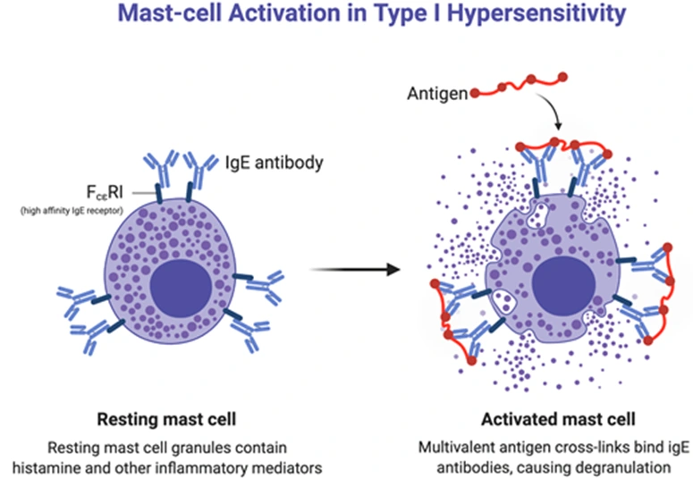 Type I - Immediate Hypersensitivity | Immunological and Inflammatory ...