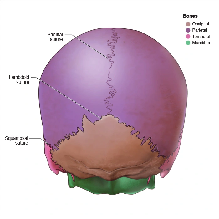 Parietal Bones - Head and Neck Anatomy: Part I – Bony Structures ...