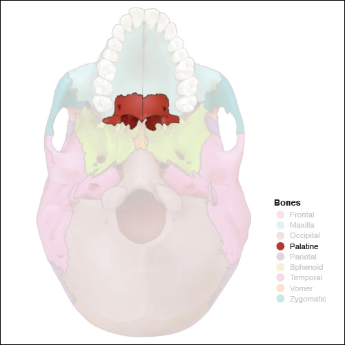 Palatine Bones - Head and Neck Anatomy: Part I – Bony Structures ...
