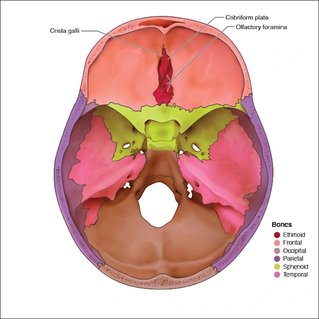 Ethmoid Bone - Head and Neck Anatomy: Part I – Bony Structures - Dentalcare