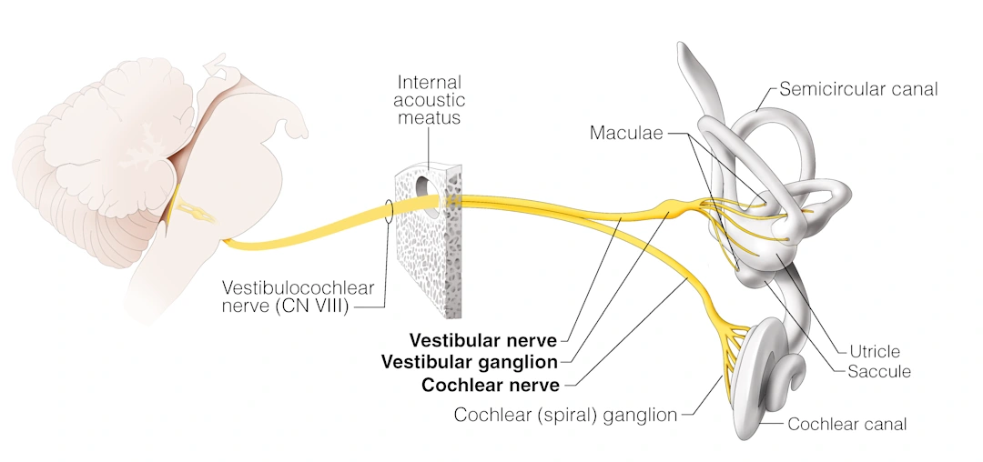 Appendices | Head and Neck Anatomy: Part III – Cranial Nerves ...