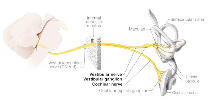 Appendices | Head and Neck Anatomy: Part III – Cranial Nerves ...