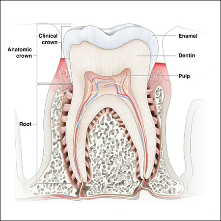 Divisions and Components of the Teeth - An Overview of Dental Anatomy ...