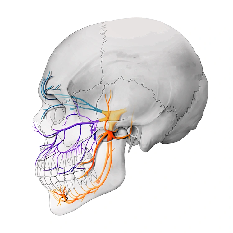 Head and Neck Anatomy: Part III - Cranial Nerves | Continuing Education ...