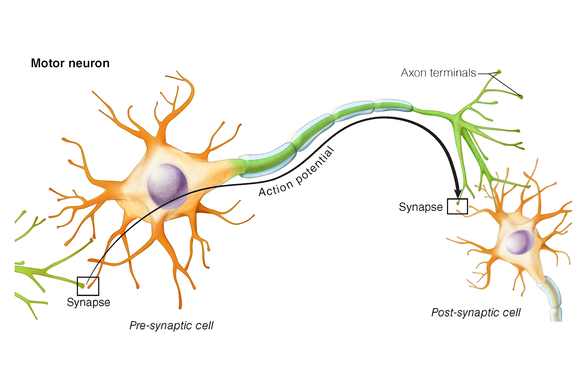Neurons | Head and Neck Anatomy: Part III – Cranial Nerves | Continuing ...