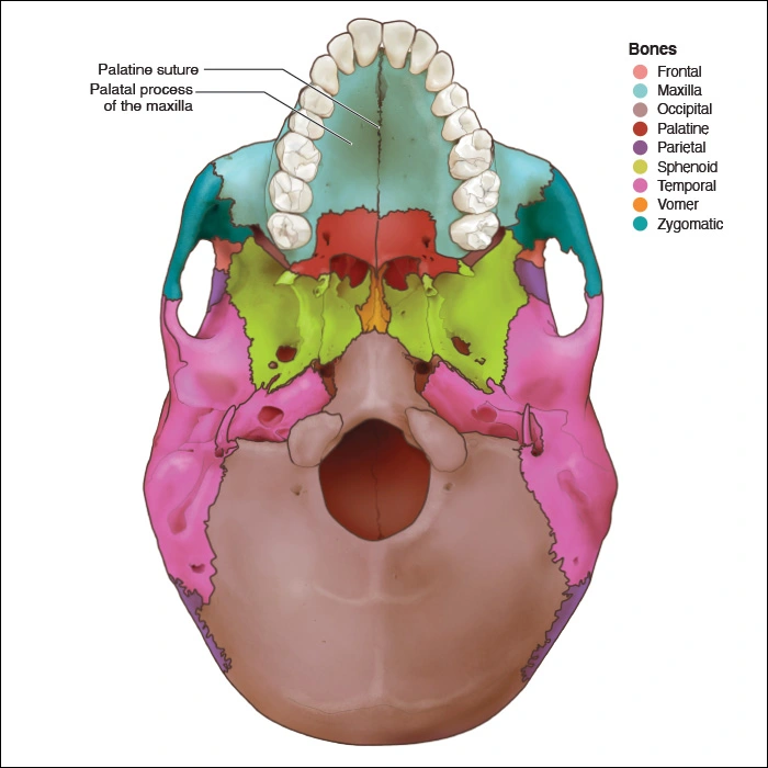 Maxillary Bones - Head and Neck Anatomy: Part I – Bony Structures ...