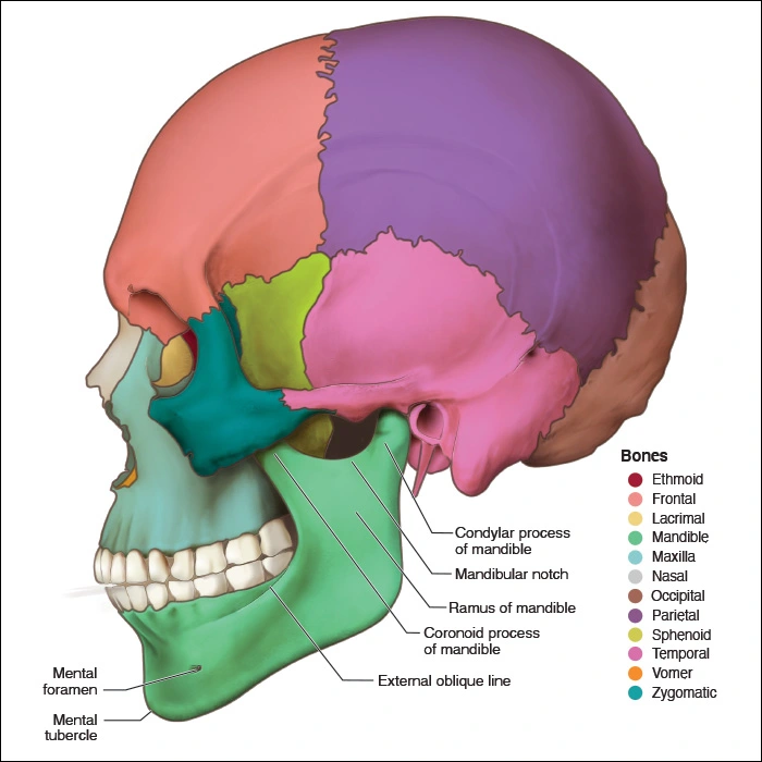 Mandible - Head and Neck Anatomy: Part I – Bony Structures - Dentalcare