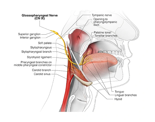 Cranial Nerve IX – Glossopharyngeal Nerve | Head and Neck Anatomy: Part III – Cranial Nerves ...