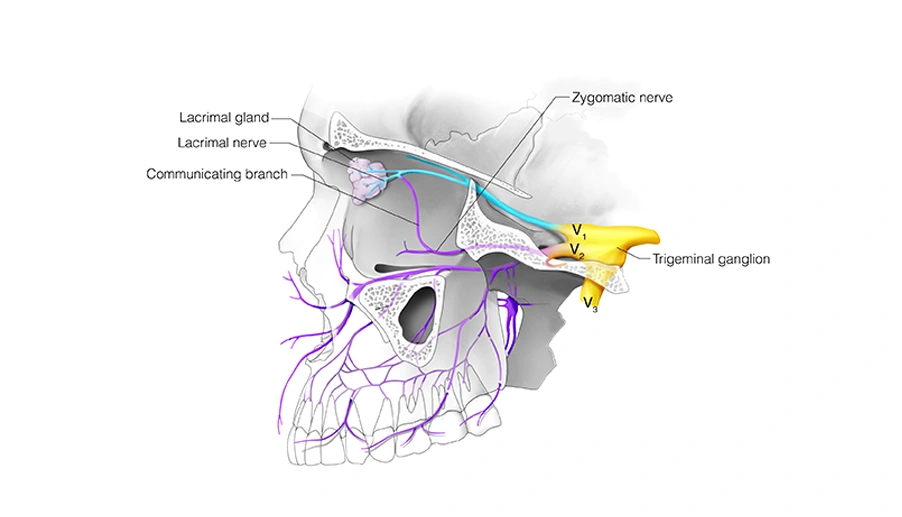 V1 – Ophthalmic Nerve | Head and Neck Anatomy: Part III – Cranial ...