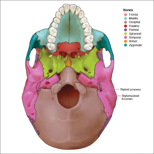 Temporal Bones - Head and Neck Anatomy: Part I – Bony Structures ...