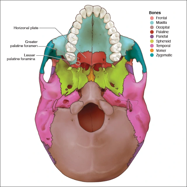 Palatine Bones - Head and Neck Anatomy: Part I – Bony Structures ...