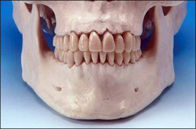 Mandibular Posterior Landmarks - Intraoral Radiographic Anatomy ...