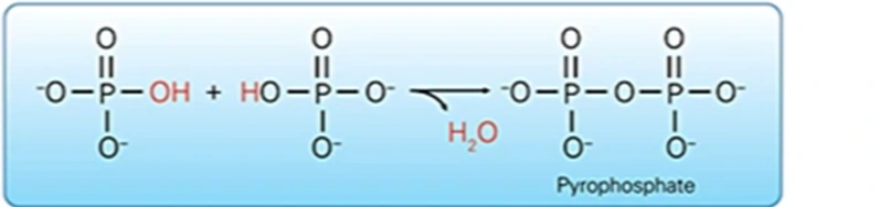 Calculus Control | A-Z Fundamentals of Dentifrice | Continuing ...
