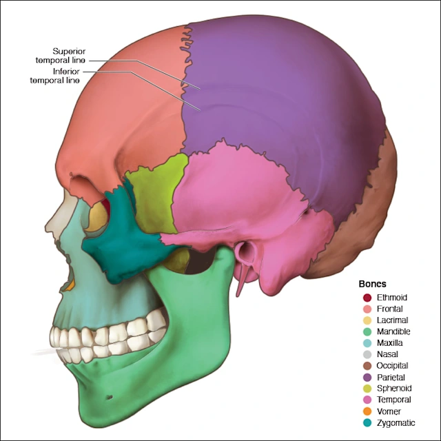 Parietal Bones - Head and Neck Anatomy: Part I – Bony Structures ...