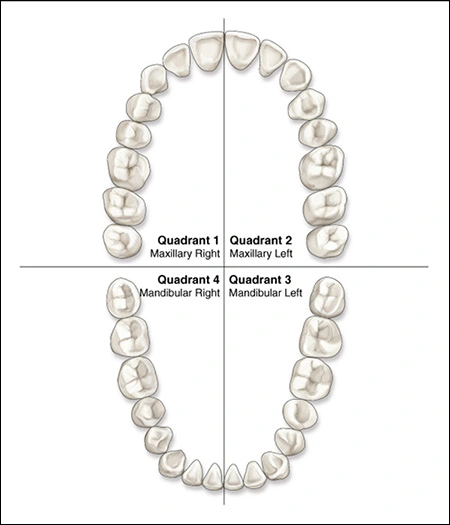 Types of Teeth, Structures, Location and Functions - An Overview of ...