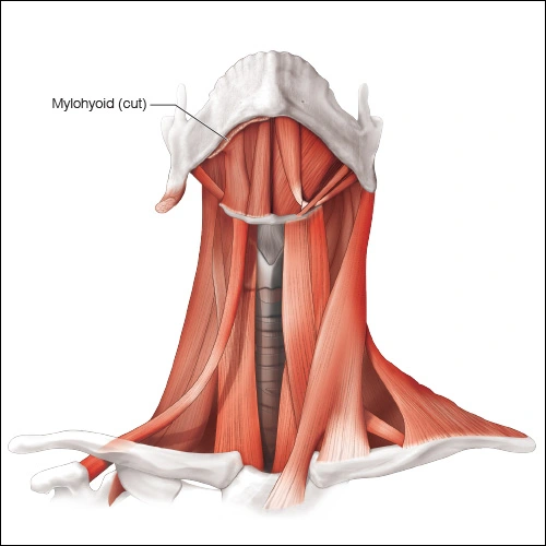 Mylohyoid - Head and Neck Anatomy: Part II – Musculature - Dentalcare
