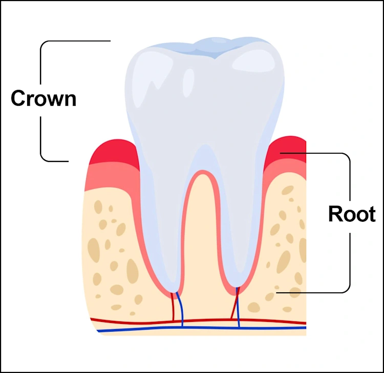 Parts of the Tooth - Professional Dental Terminology for the Dental ...