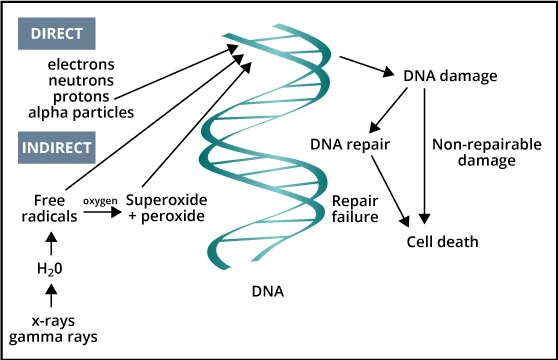 Direct versus Indirect Ionization - Biological Effects of Radiation ...