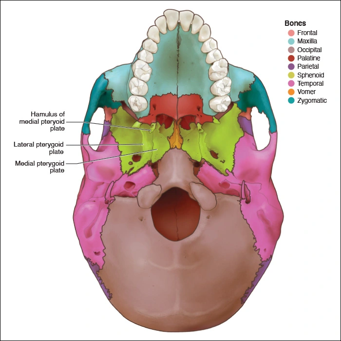 Sphenoid Bone - Head and Neck Anatomy: Part I – Bony Structures ...