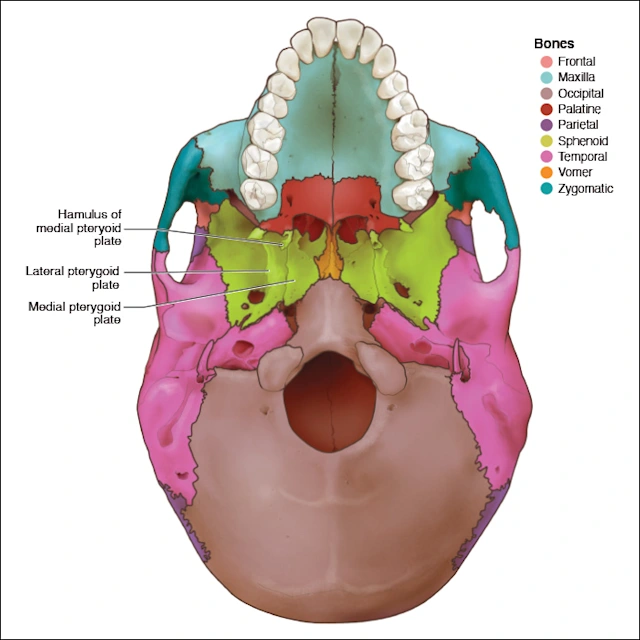 Sphenoid Bone - Head and Neck Anatomy: Part I – Bony Structures ...