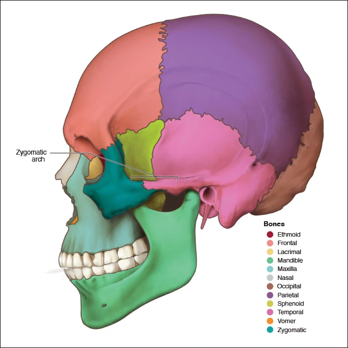 Zygomatic Bones - Head and Neck Anatomy: Part I – Bony Structures ...
