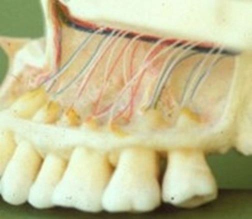 Normal Radiographic Appearance of the Supporting Structures of the ...