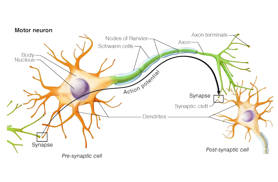 Neurons | Head and Neck Anatomy: Part III – Cranial Nerves | Continuing ...