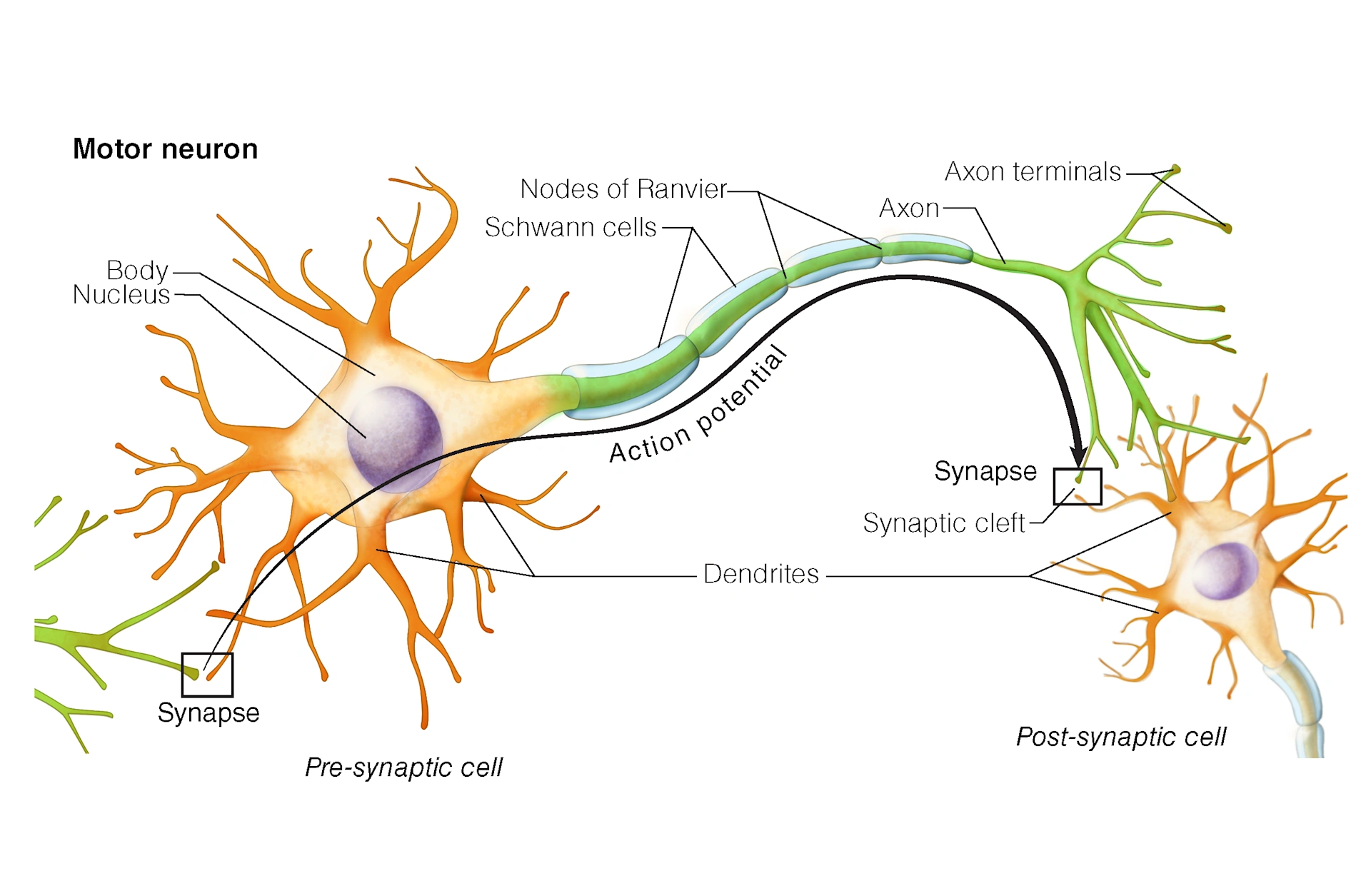 Neurons | Head and Neck Anatomy: Part III – Cranial Nerves | Continuing ...