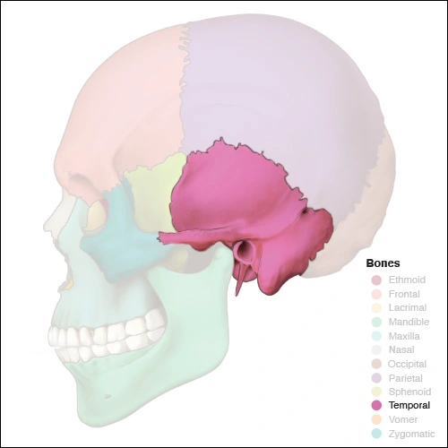 Temporal Bones - Head and Neck Anatomy: Part I – Bony Structures ...