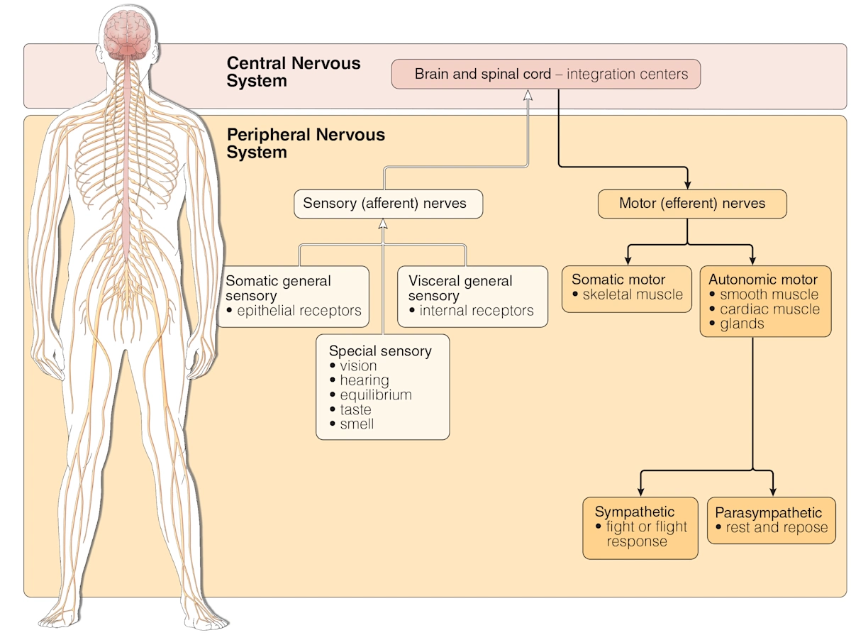 Appendices | Head and Neck Anatomy: Part III – Cranial Nerves ...