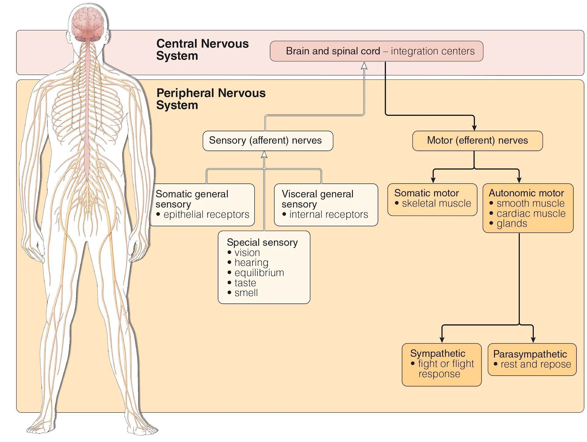 Appendices | Head and Neck Anatomy: Part III – Cranial Nerves ...