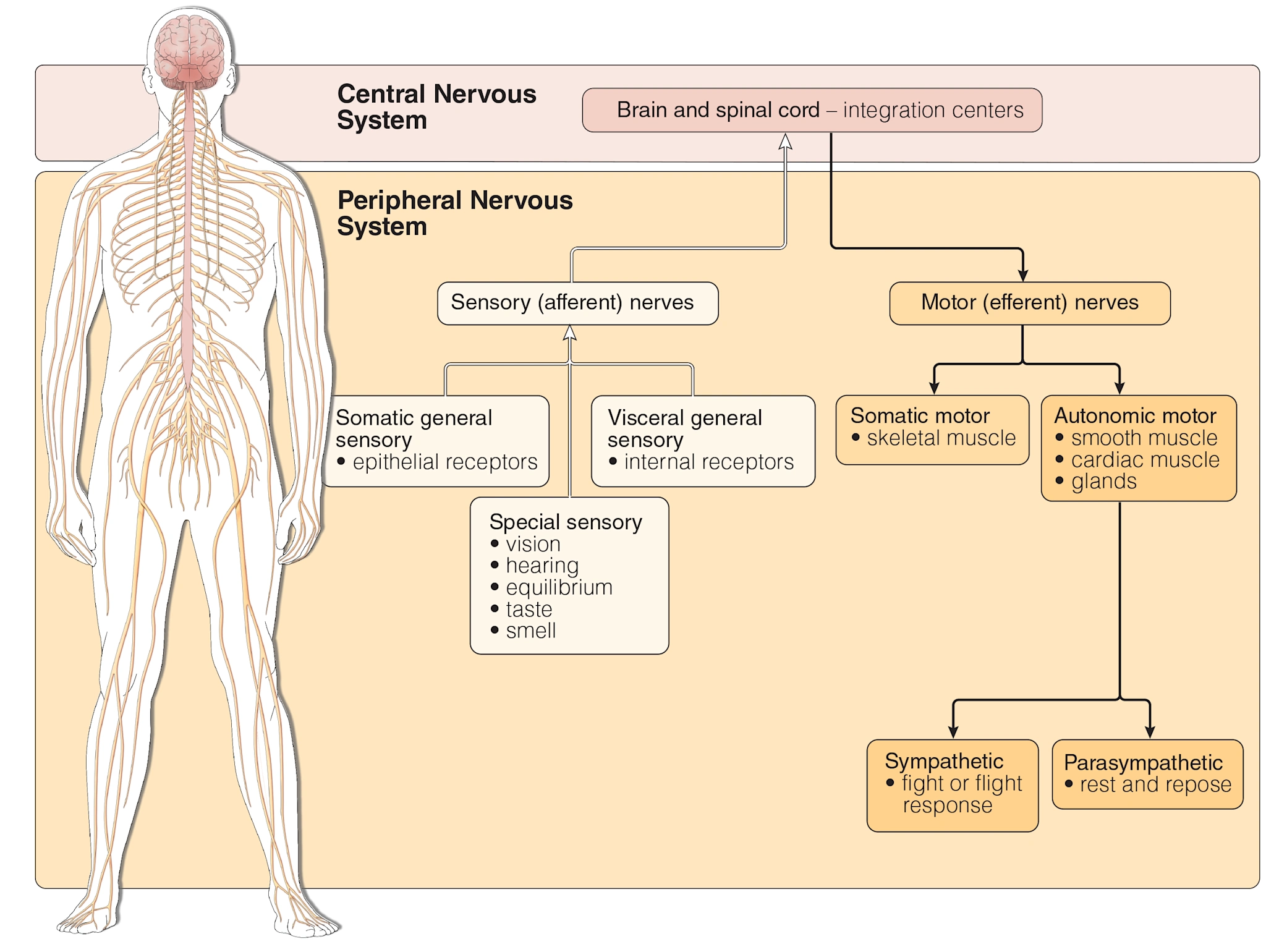 Appendices | Head and Neck Anatomy: Part III – Cranial Nerves ...