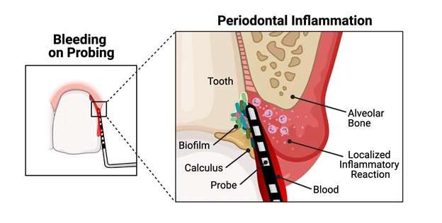 Homeostasis and Immune System | Immunological and Inflammatory Aspects ...