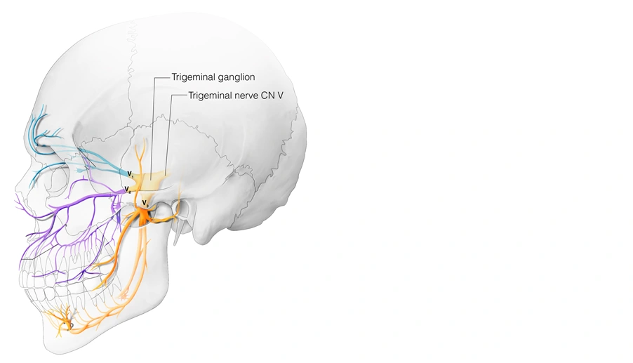 Cranial Nerve V Trigeminal Nerve | Head and Neck Anatomy: Part III ...