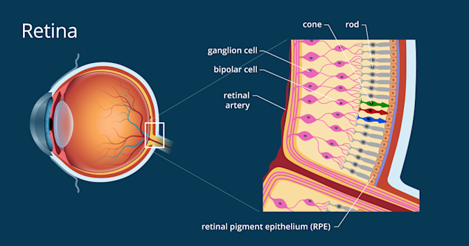 Retina - Definition and Detailed Illustration