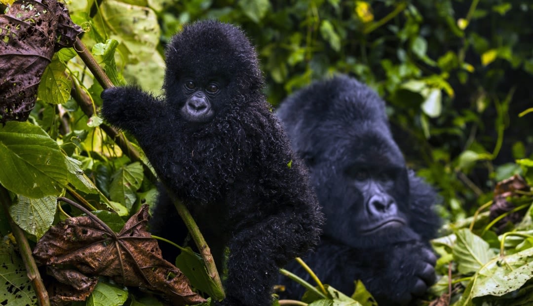 The Growth of the Rugendo Family