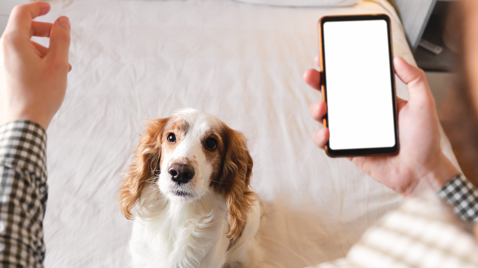 Is 24PetWatch Pet Insurance Good? Here's How It Stacks Up | Pawlicy Advisor