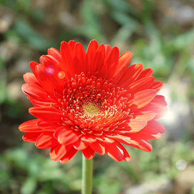 Gerbera Flower Meaning In English | Best Flower Site
