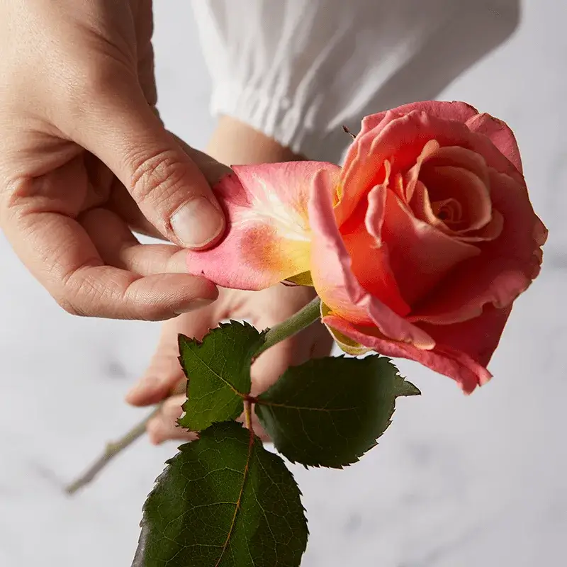 How To Freeze Dry Flowers For Confetti | Best Flower Site