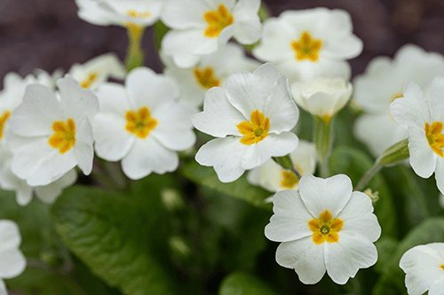 Primrose Flower