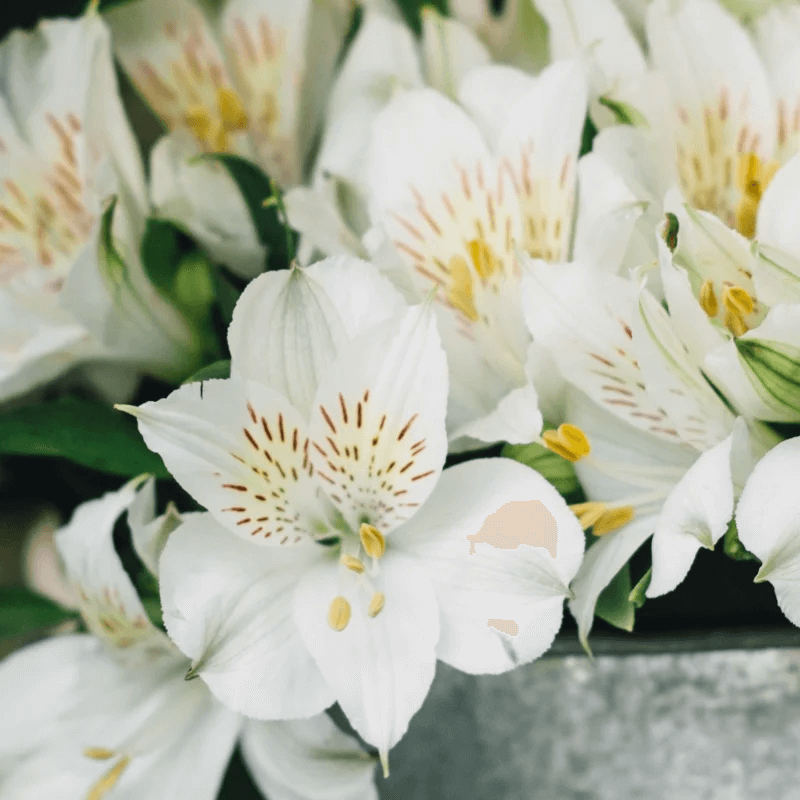 White Alstroemeria Boutonniere
