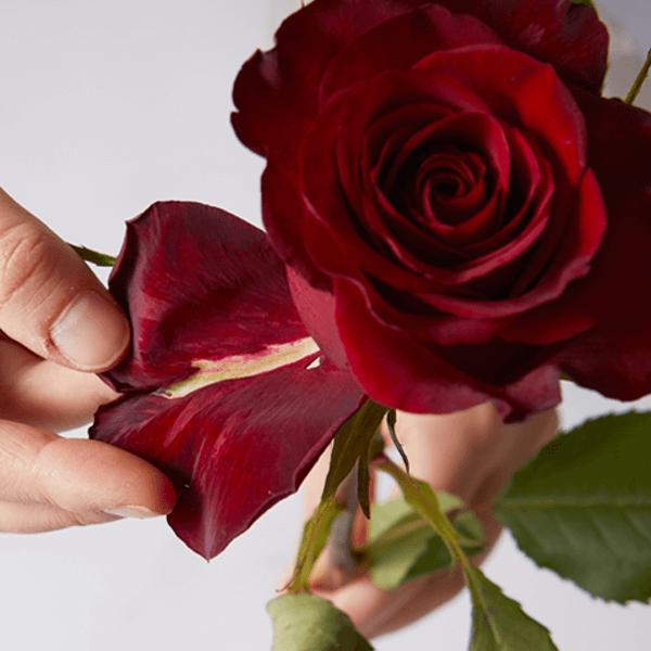 Everything you need to know about your red roses – GO FLOWER