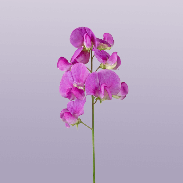 April Birth Flower Sweet Pea