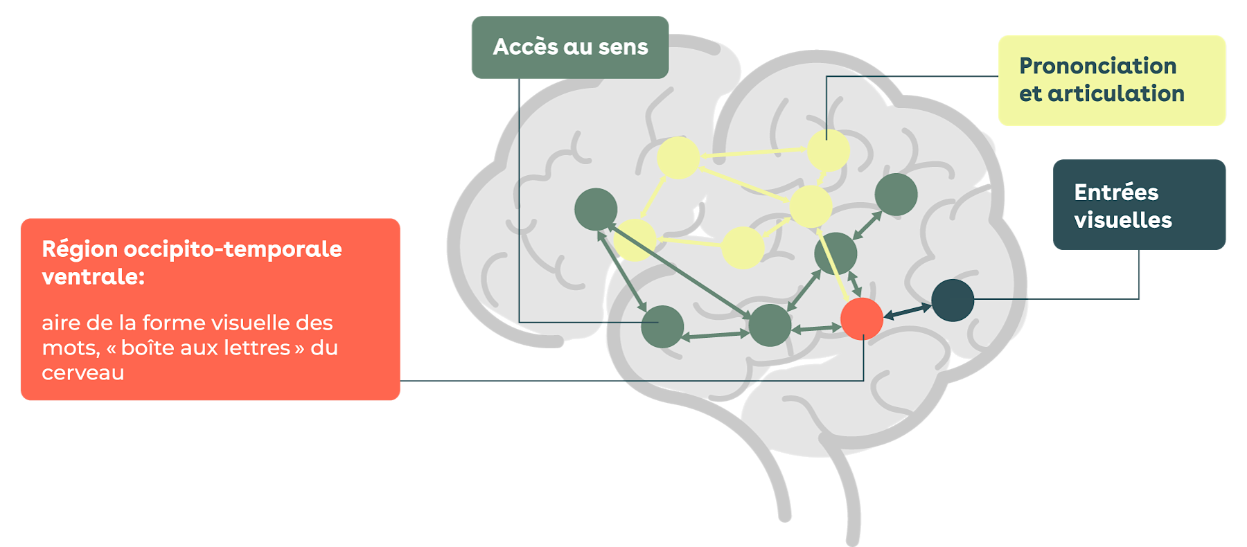 Lire… histoire de garder son cerveau en forme!