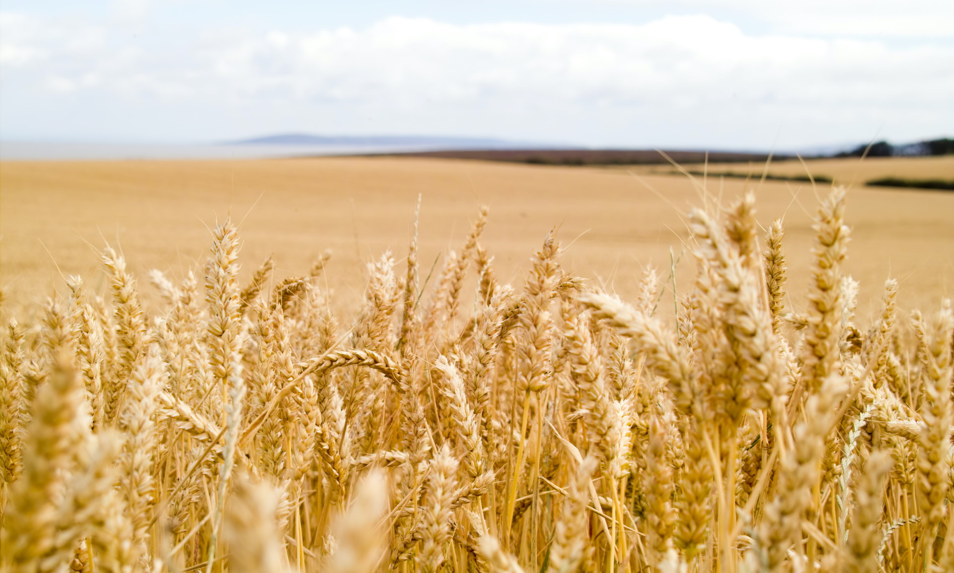 Les aliments à grains entiers: rassasiants et satisfaisants