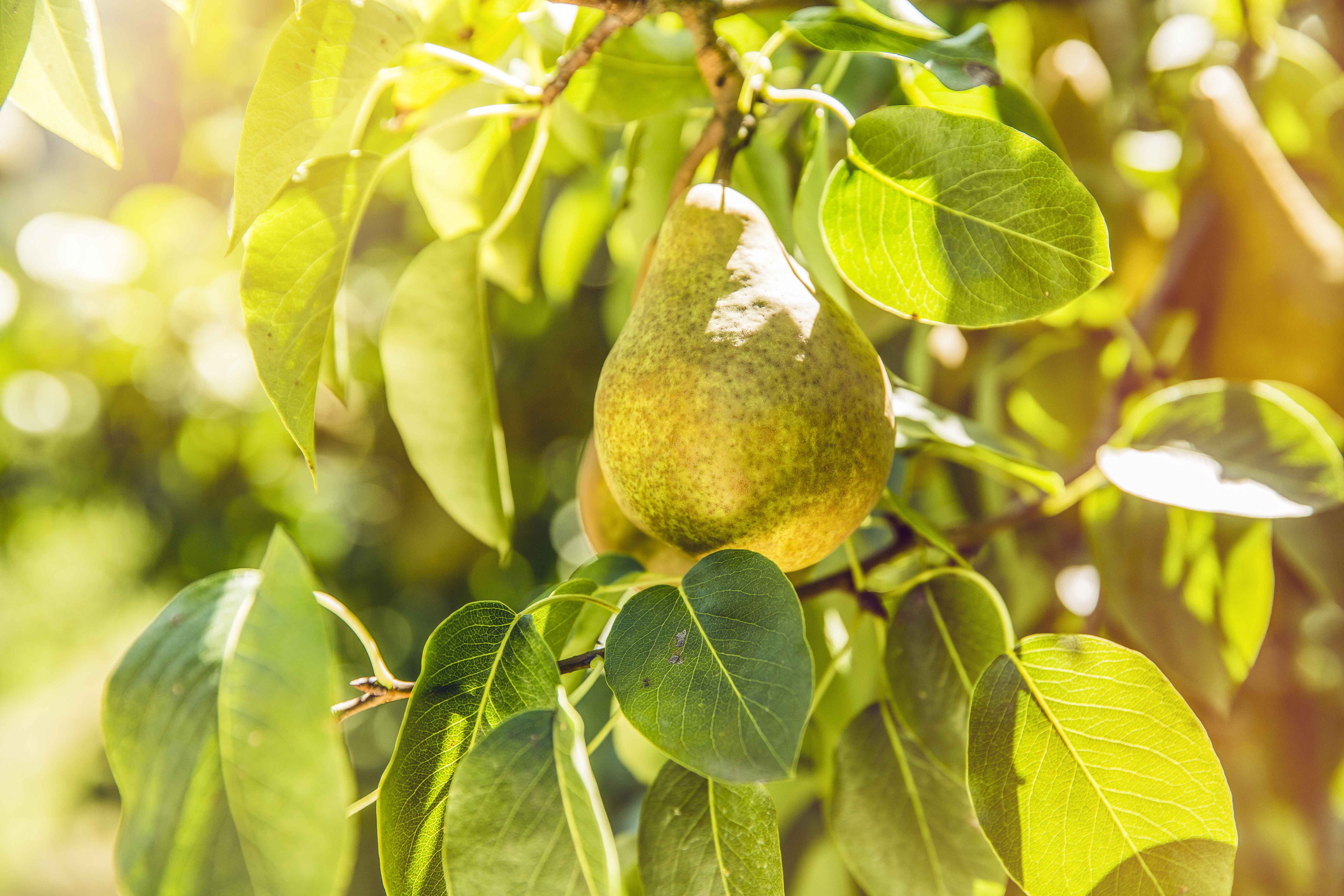 Williams pear | Valais Switzerland