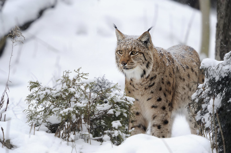 Tiere hautnah erleben im Alpenzoo Les Marécottes | Wallis Schweiz
