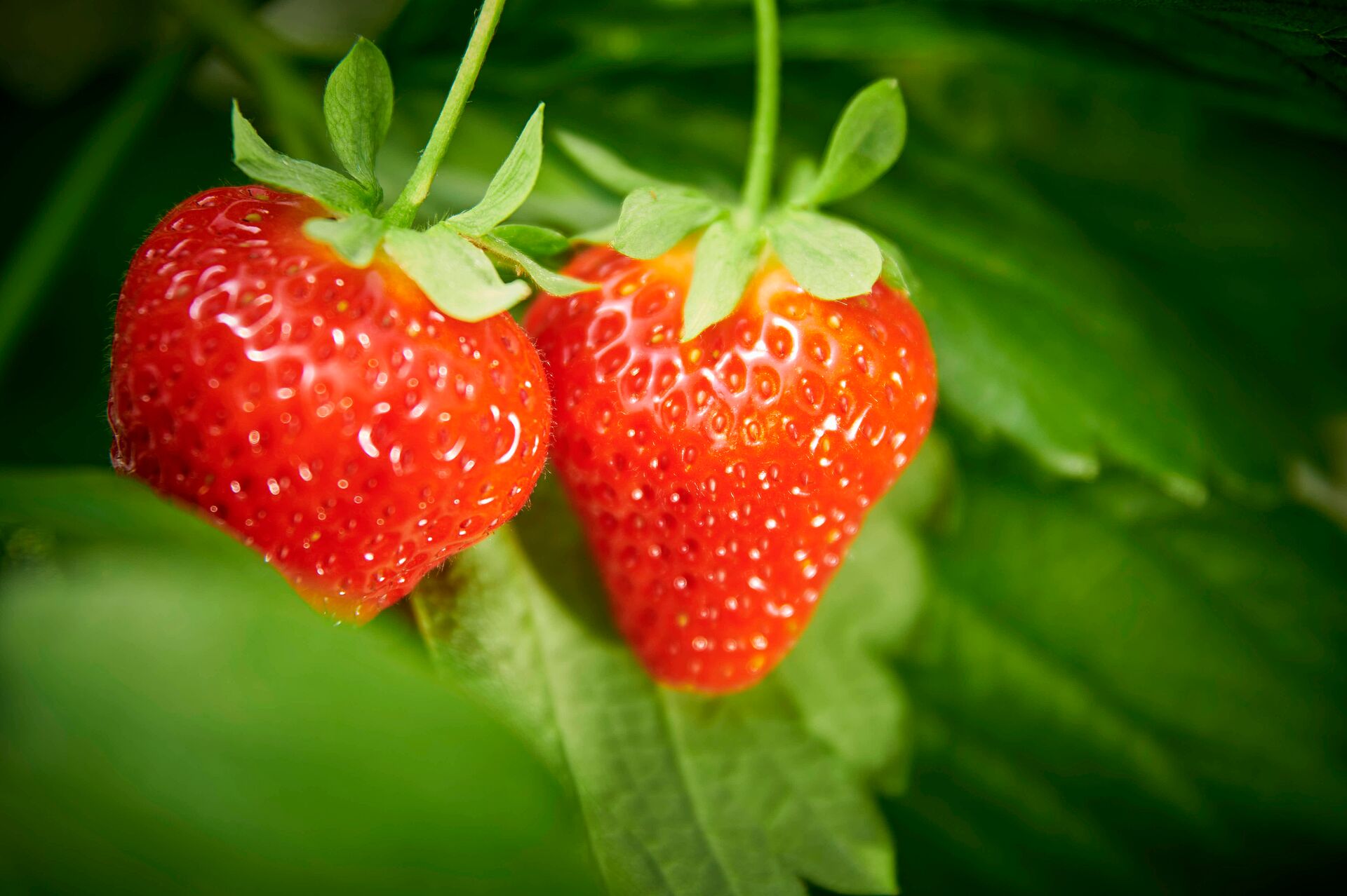 Fraises | Valais Suisse
