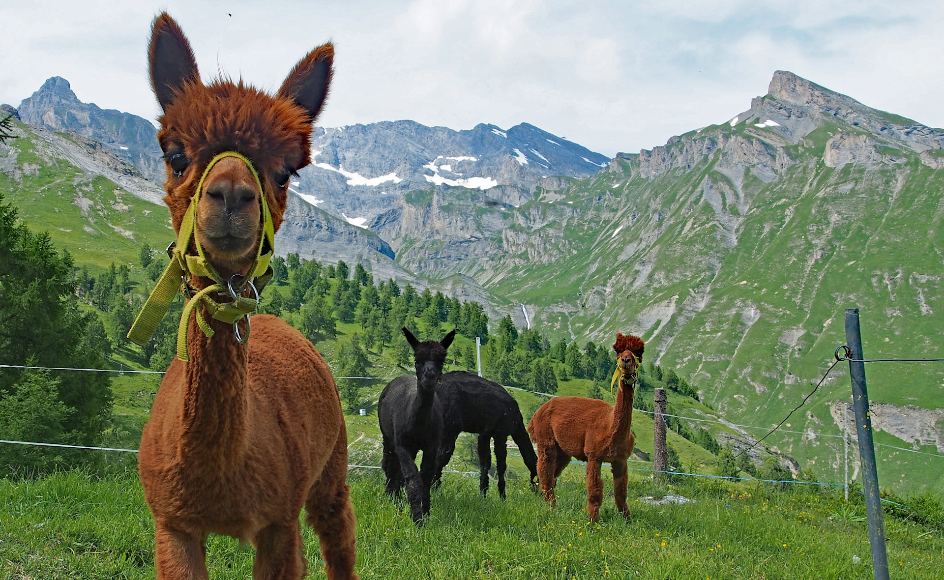 Mini Zoo de Jorasse | Valais Suisse